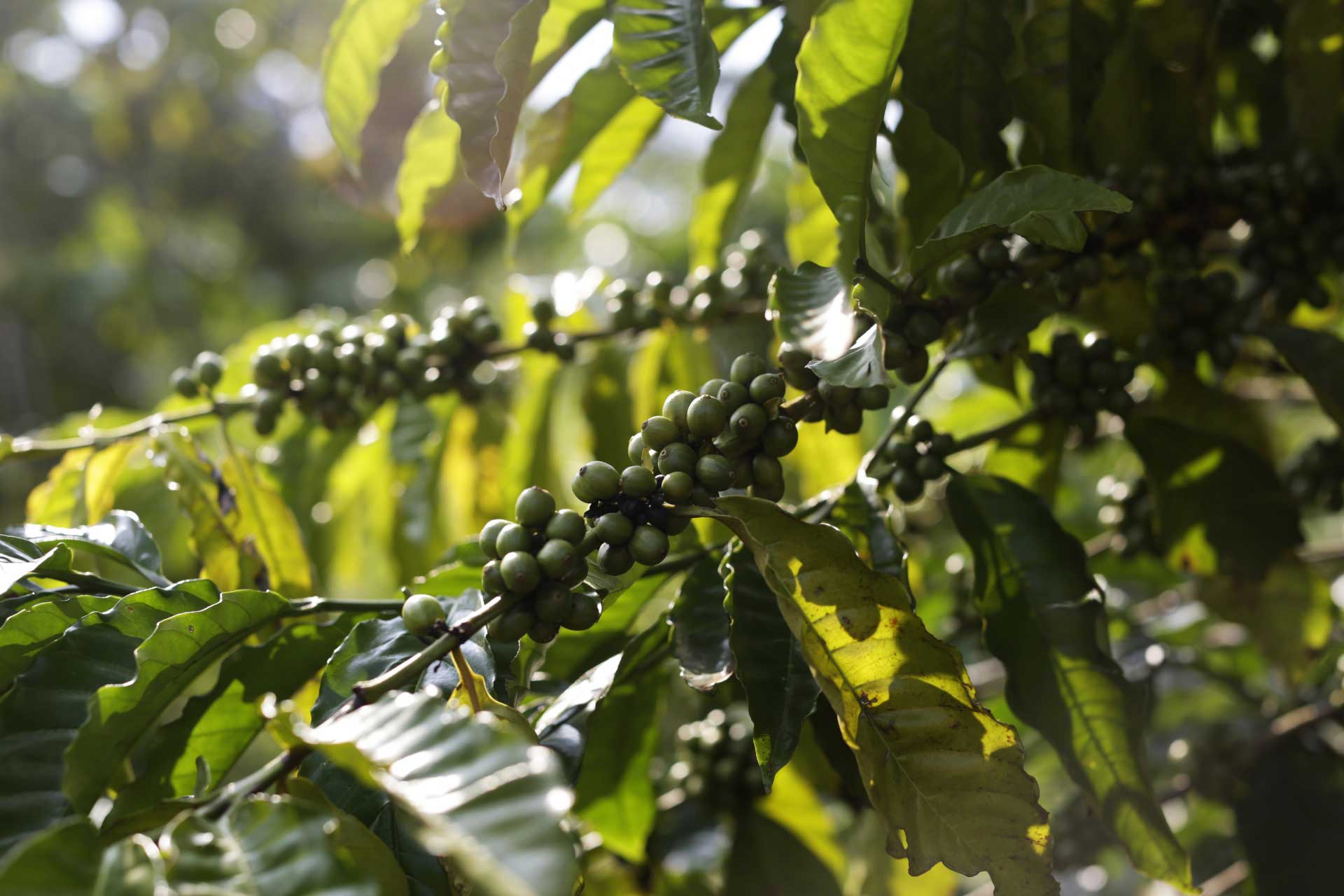 KARAWA COFFEE PROJECT – Paul Carlson Partnership